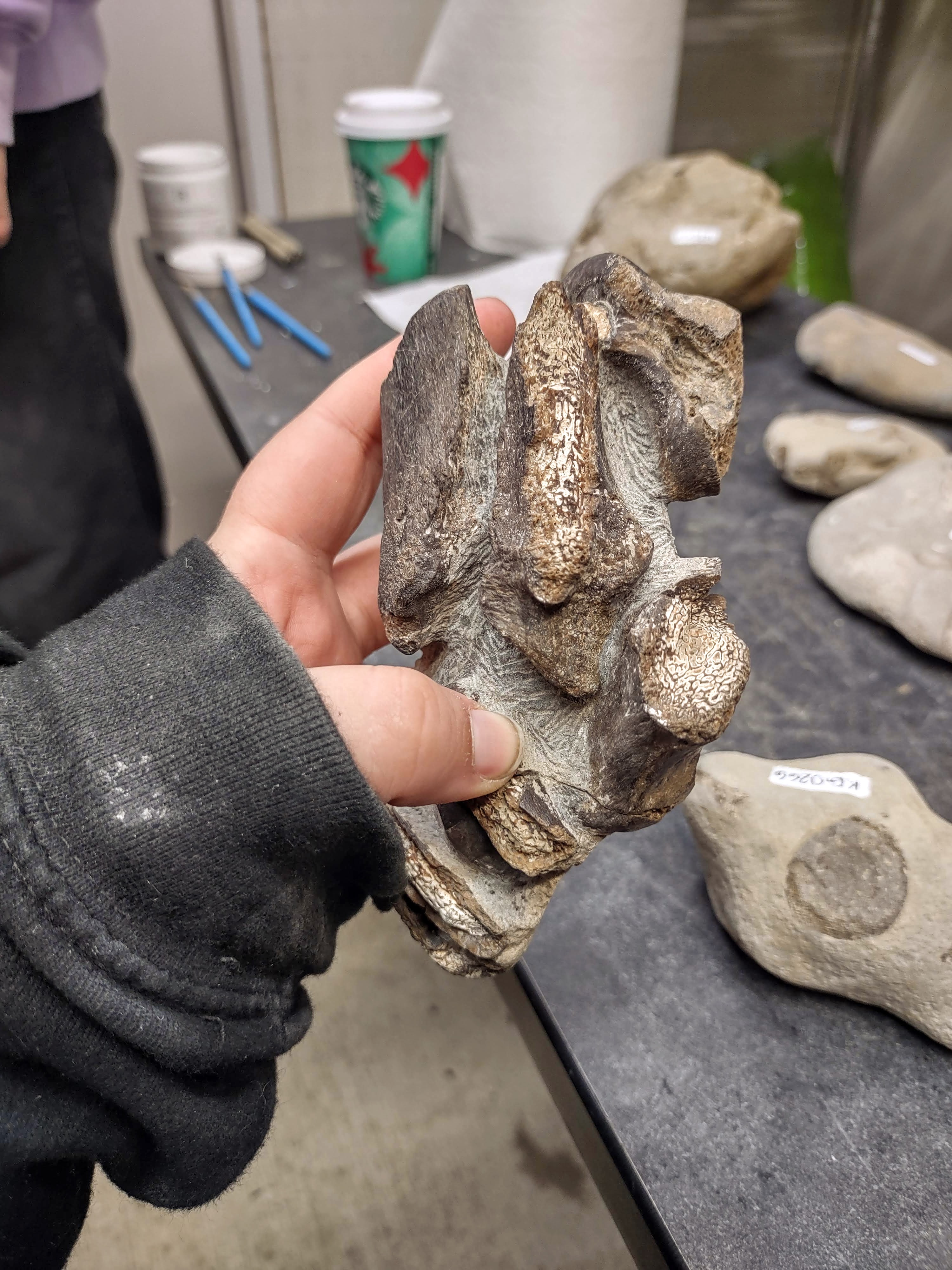 Fossils and Field Work